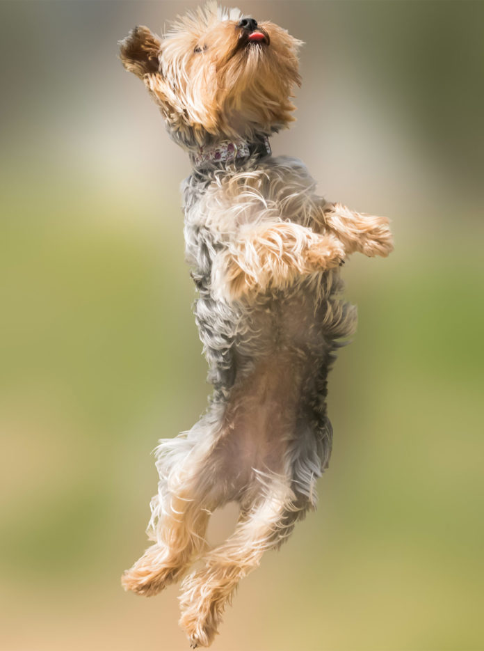 Cool Dog Breeds - Discover Ten of the Coolest Breeds of Dog