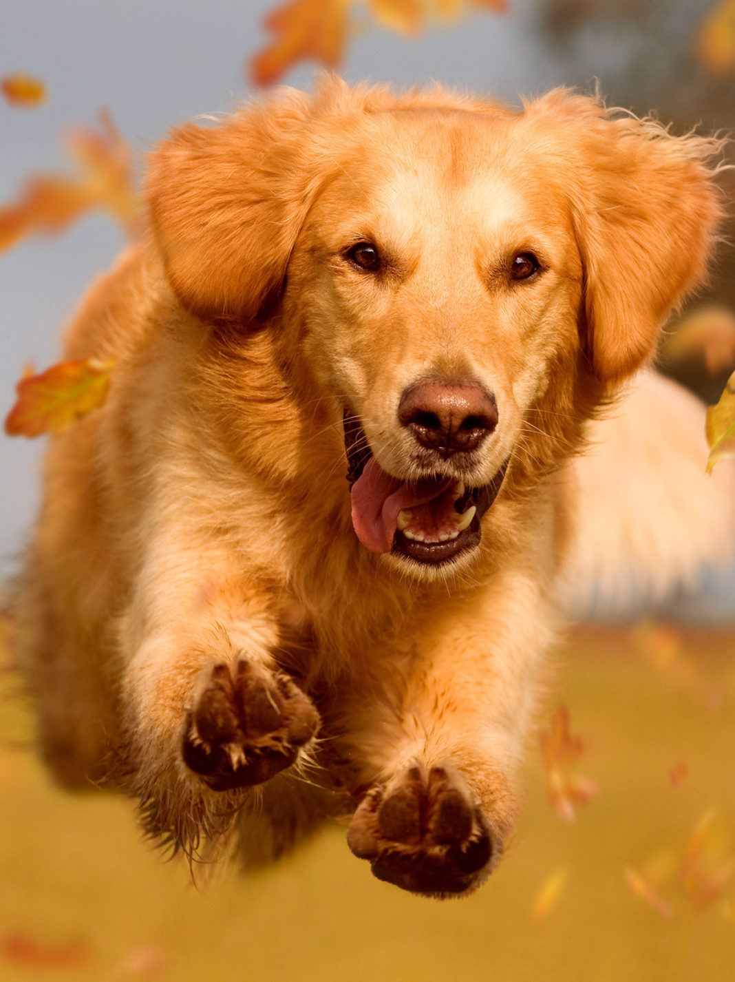 Cool Dog Breeds - Discover Ten of the Coolest Breeds of Dog