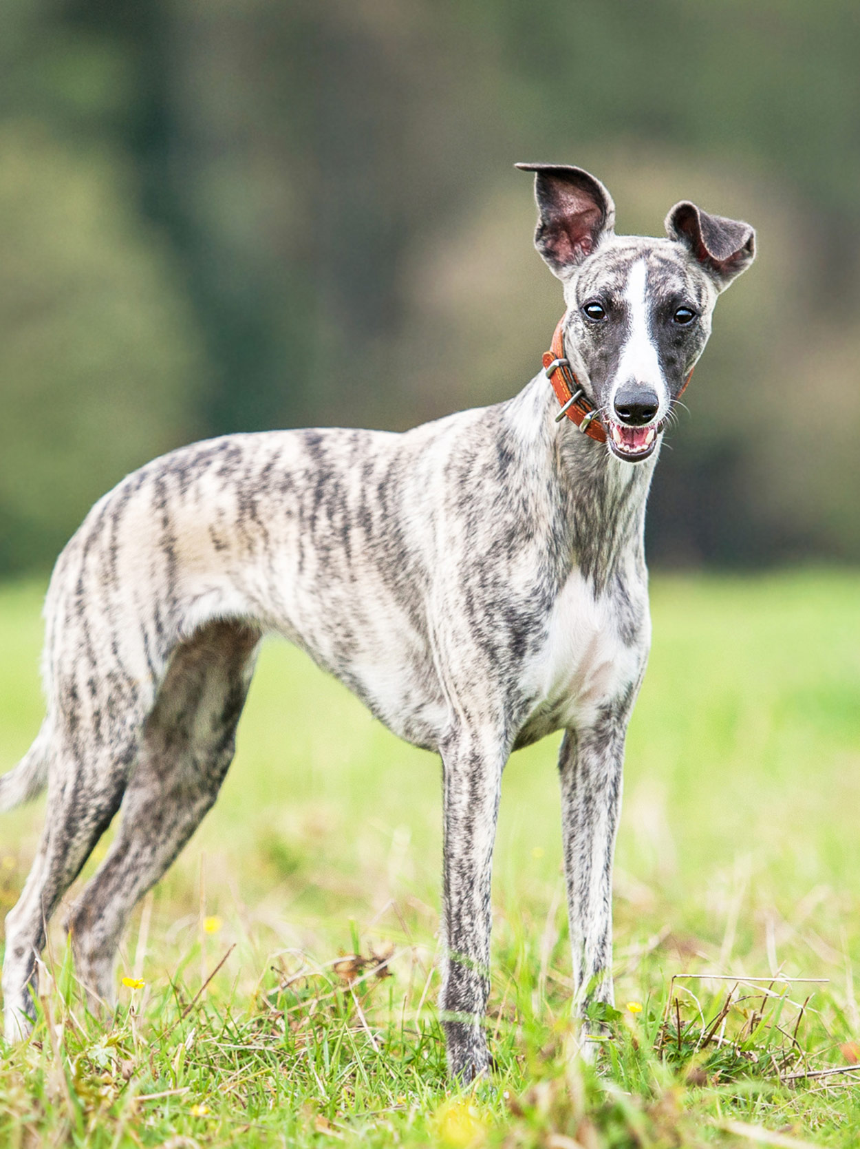 Cool Dog Breeds Discover Ten Of The Coolest Breeds Of Dog cool-dog-breeds-discover-ten-of-the-coolest-breeds-of-dog