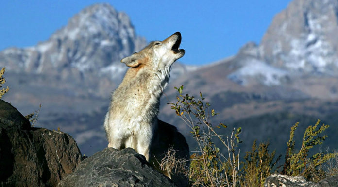 blog - Page 15 of 68 - The Labrador Site