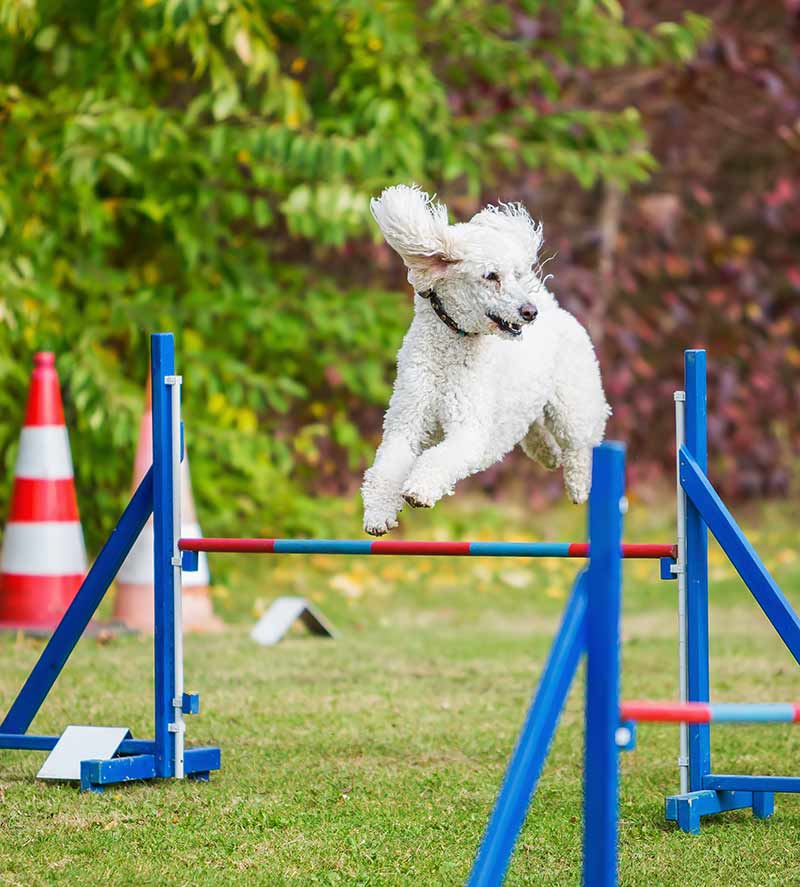 Easiest Dogs To Train Most Trainable Dogs Easy To Train Dog Breeds