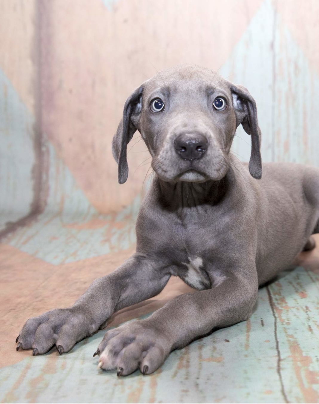 Giant Dog Breeds – The Biggest And Best Around