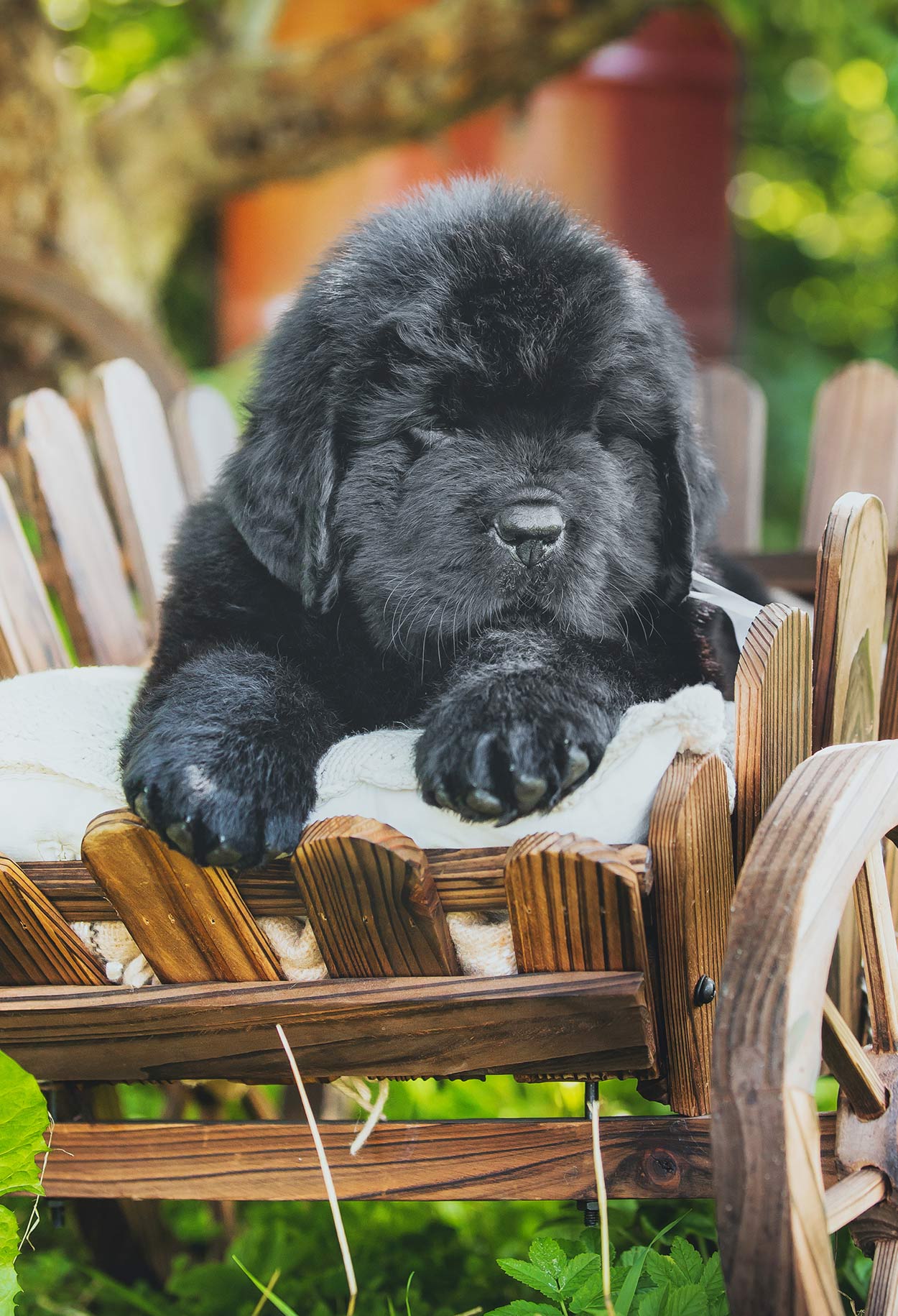 Great Names For Newfoundland Giant Breed Dogs Dog Breeds