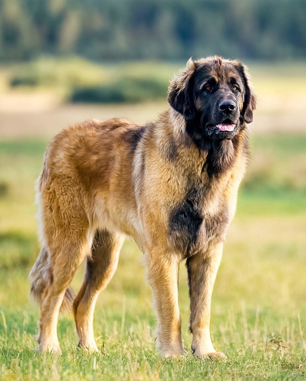Mountain Dog Breeds The Massive Pup That Could Be Your New Pet