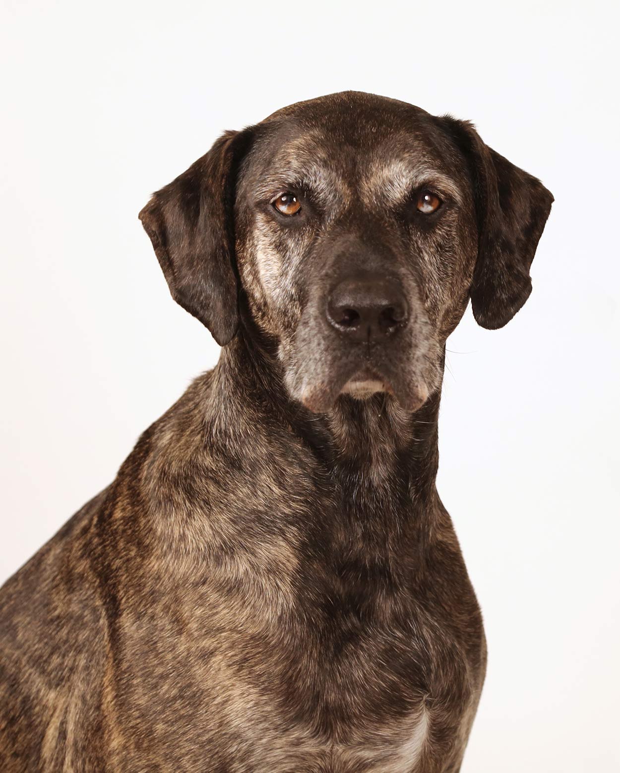 Rare Dog Breeds: Discover 10 Rare Dogs From Around The World Rare Dog Breeds: Discover 10 Rare Dogs From Around The World