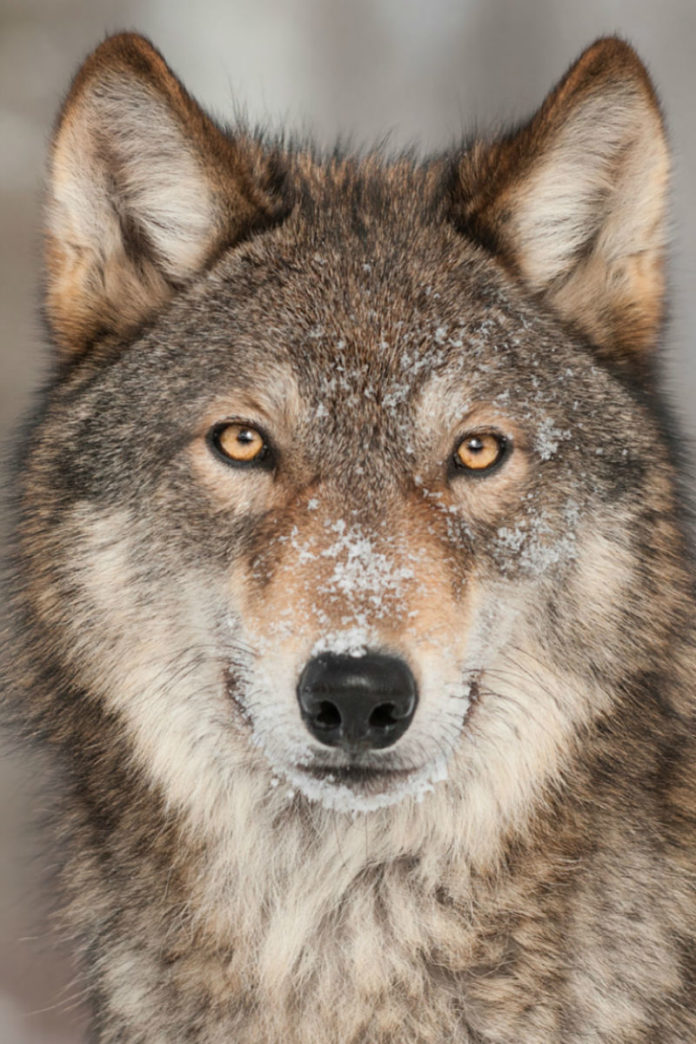 Wolf vs hond-zijn wolven en honden vergelijkbaar en kunnen ze fokken ...