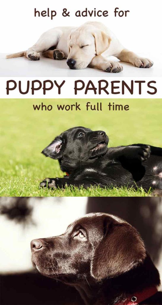Advice On Raising a Puppy When You Work Full Time