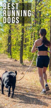 Running With Your Labrador - A Guide To Getting Fit Together