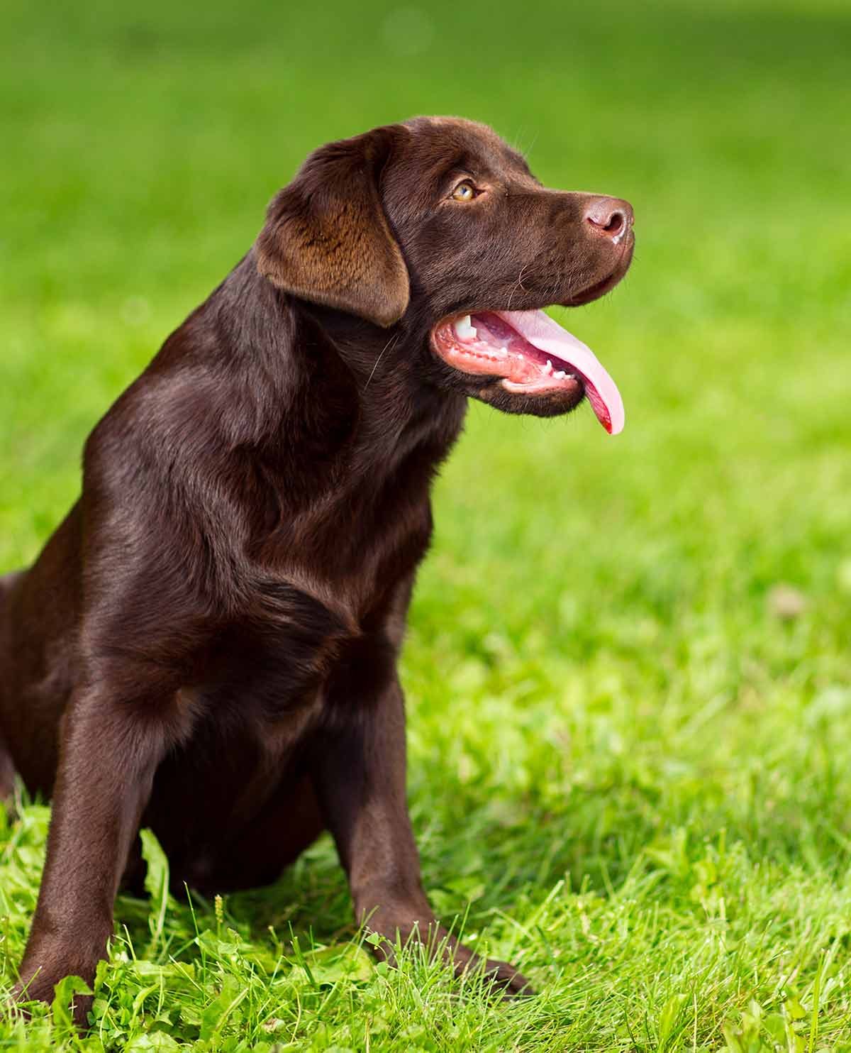Mental Stimulation For Dogs Keeping Their Brains Busy