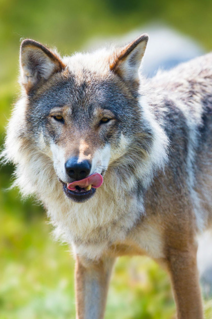 What Do Wolves Eat And How Does That Compare To Dogs’ Diets?