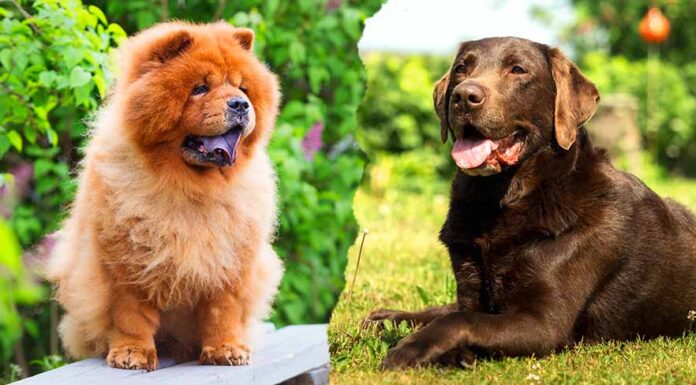 blog - Page 10 of 84 - The Labrador Site