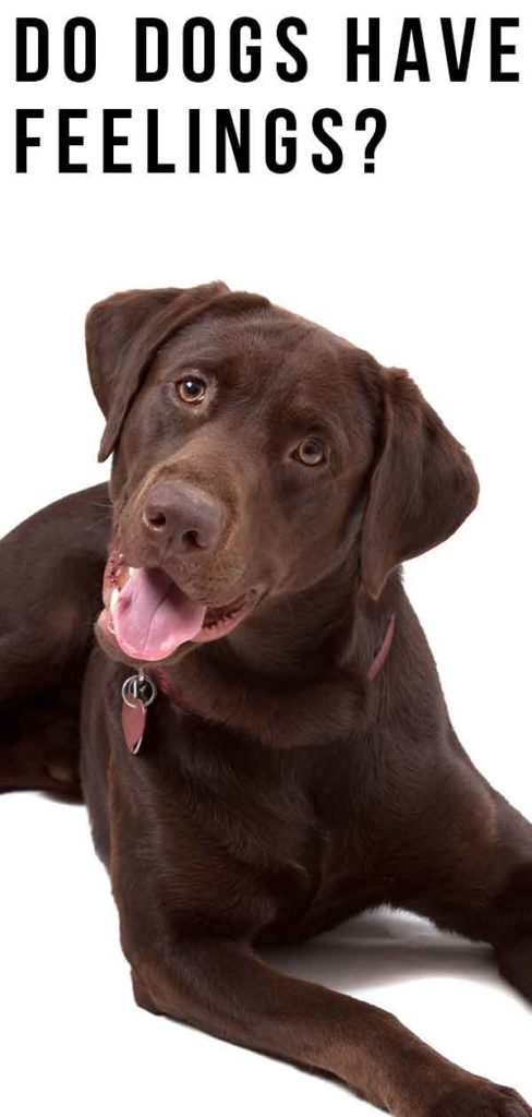 Do Dogs Have Feelings? Your Guide To Understanding Canine Emotions