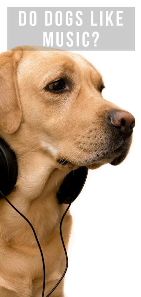 Do Dogs Like Music? And What Type Of Music Is Best For Dogs?