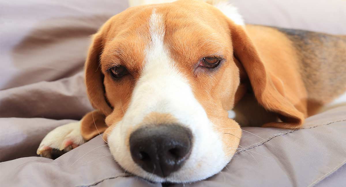 Can Dogs Smell Cancer What Your Dog s Nose Is Telling Them Can Dogs Smell Cancer What Your Dog s Nose Is Telling Them