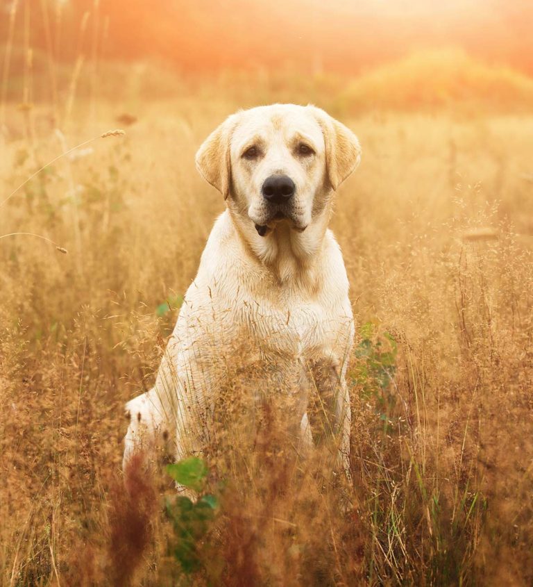 Yellow Lab names - 250 Awesome Ideas For Naming Your Pup