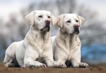 Labrador Weight Charts - How Much Should My Labrador Weigh?