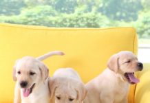 Female Dog Names - Amazing Ideas and the Top Names for 2019