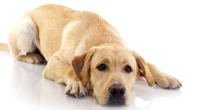 Labrador Retriever Dog Breed Guide - Everything You Need To Know