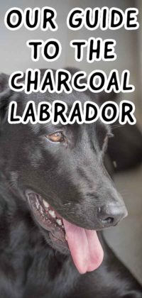 Charcoal Lab: The Dilute Black Labrador Retriever