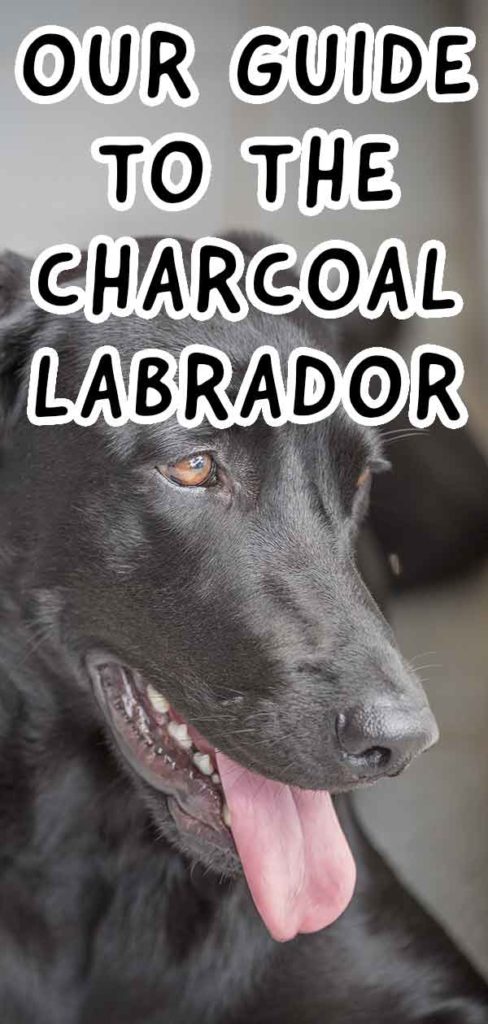 Charcoal Lab: The Dilute Black Labrador Retriever
