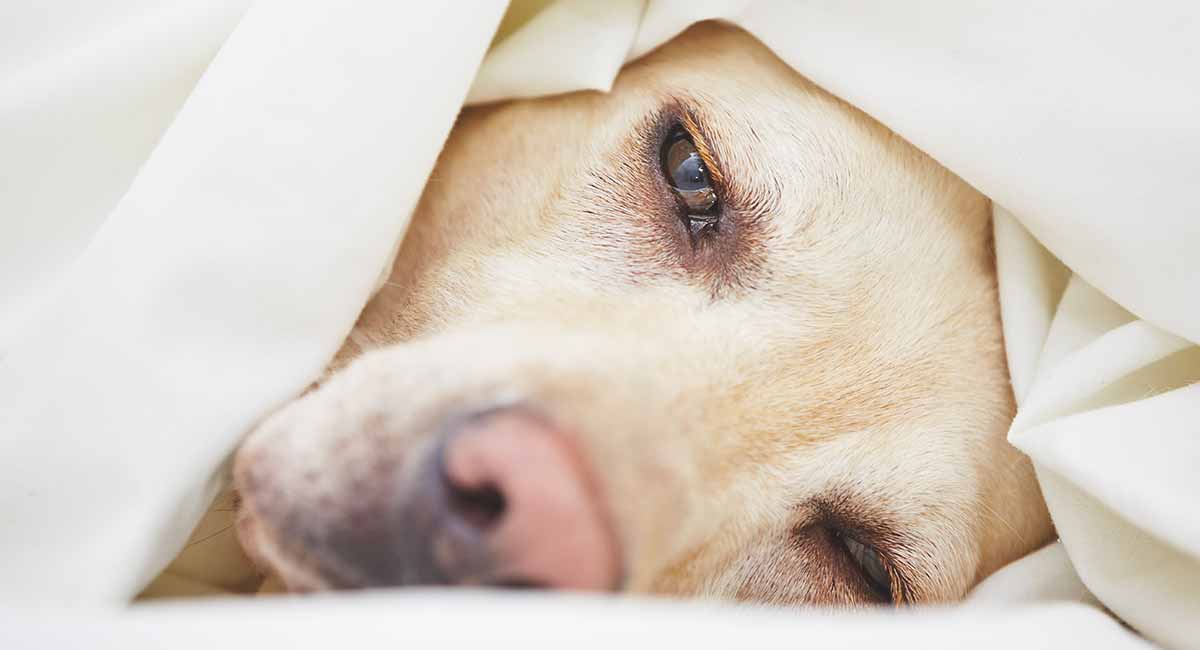 Signs Of Cancer In Dogs A Vet s Guide To The Symptoms Of Canine Cancer Signs Of Cancer In Dogs A Vet s Guide To The Symptoms Of Canine Cancer