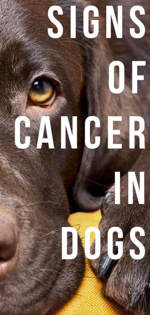Signs of Cancer in Dogs: A Vet’s Guide to the Symptoms of Canine Cancer