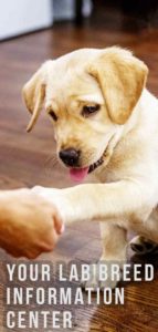 Labrador Retriever Dog Breed Guide - Everything You Need To Know