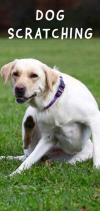 Why Is My Dog Scratching And How Can I Help Him?