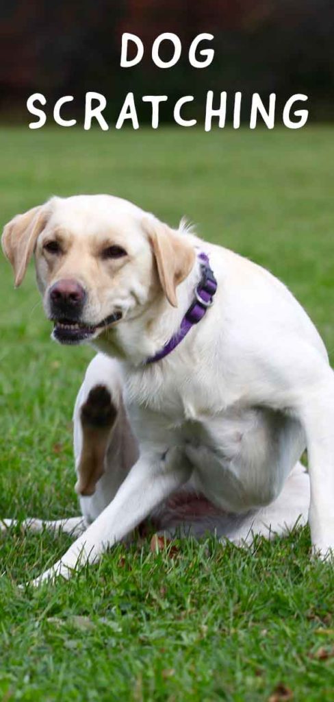 Why Is My Dog Scratching And How Can I Help Him?