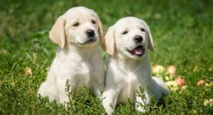 Labrador Colors - The Secrets of Labrador Color Inheritance
