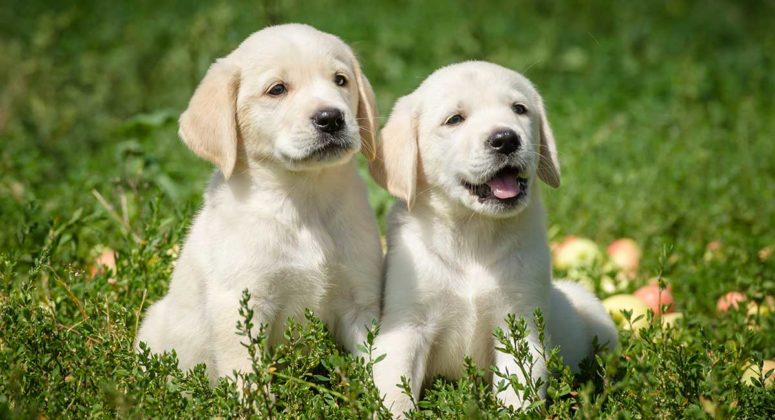 Your Labrador Retriever Dog Breed Guide
