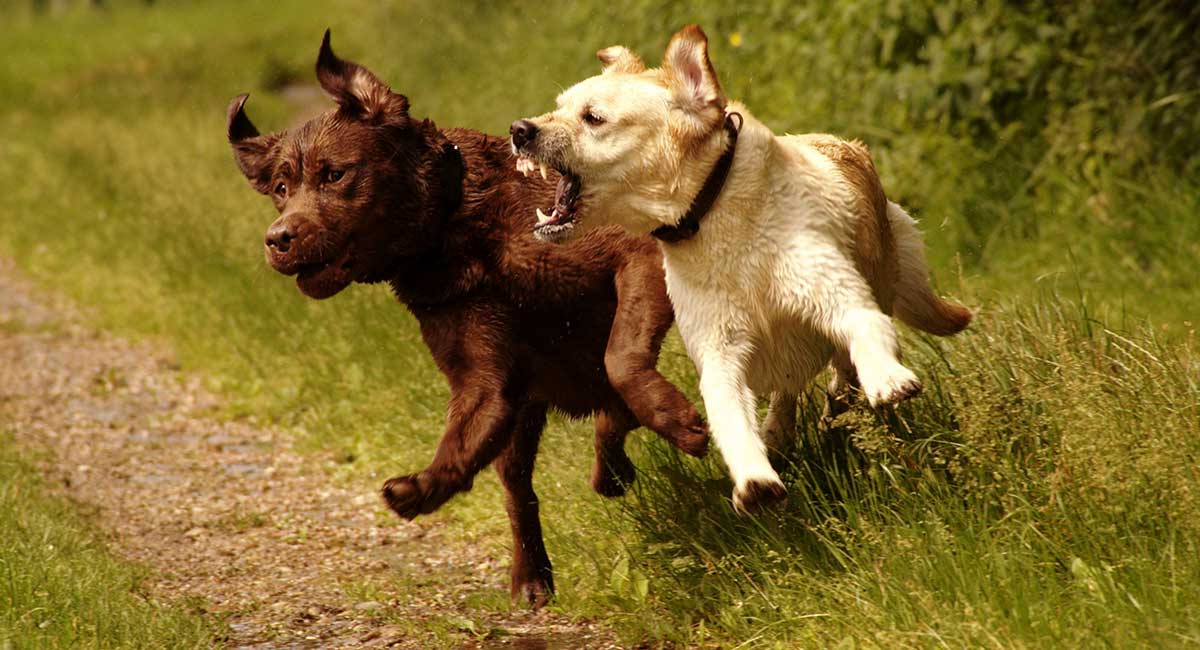 Dog Bite What To Do If Your Dog Gets Bitten dog-bite-what-to-do-if-your-dog-gets-bitten