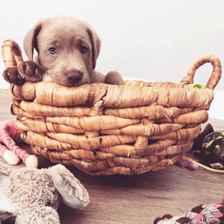 Silver Lab - The Facts About Silver Labrador Retrievers