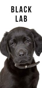 Black Lab - A Complete Guide to the Black Labrador Retriever