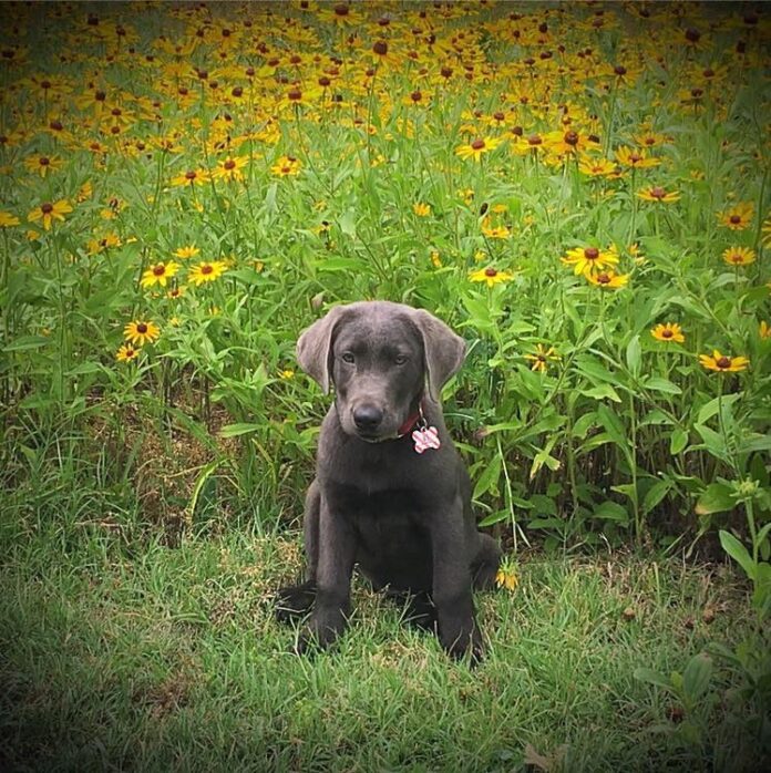 Silver Lab - The Facts About Silver Labrador Retrievers