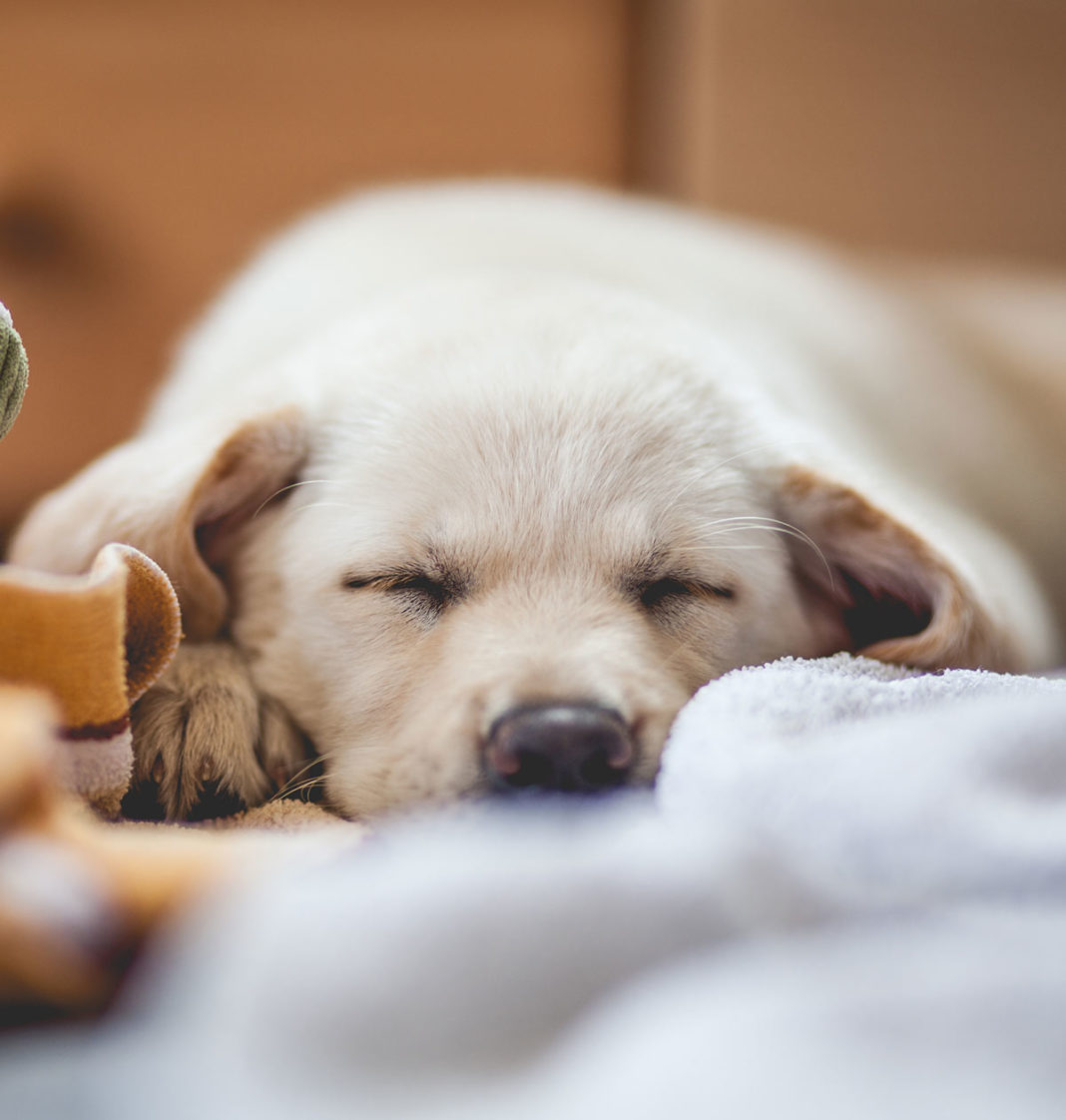 Help! My puppy is destructive when left out of the crate