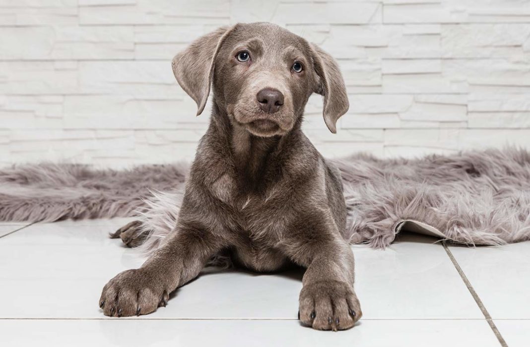 Silver Lab - The Facts About Silver Labrador Retrievers