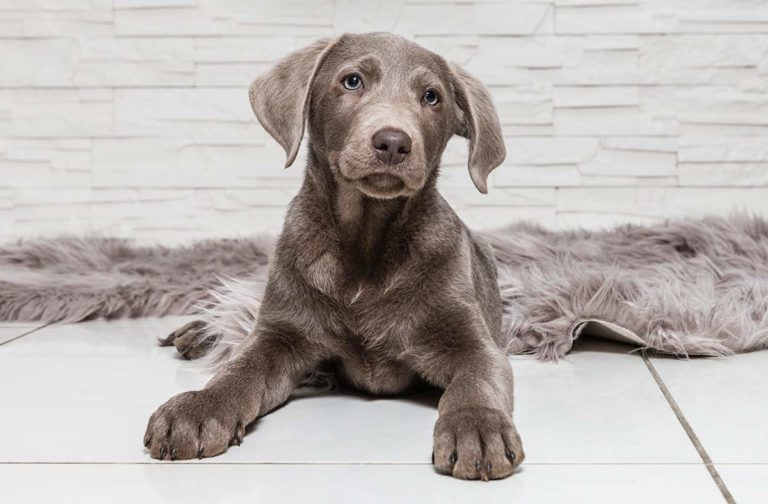 Silver Lab - The Facts About Silver Labrador Retrievers