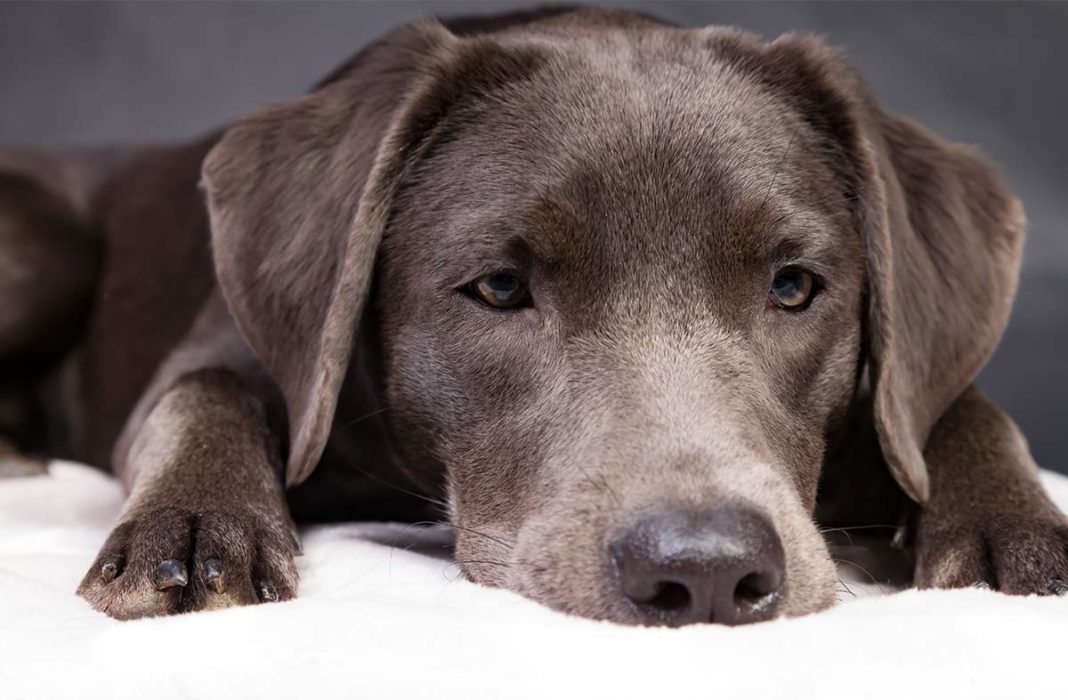Silver Lab - The Facts About Silver Labrador Retrievers