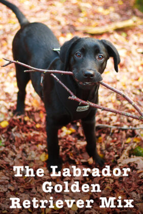 Goldador Dog - A Complete Guide To The Golden Retriever Lab Mix