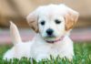 Silver Lab - The Facts About Silver Labrador Retrievers