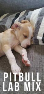 Pitbull Lab Mix - Bullador Breed Traits and Care