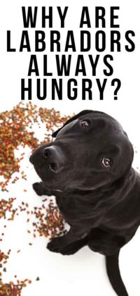 Why Are Labradors Always Hungry?