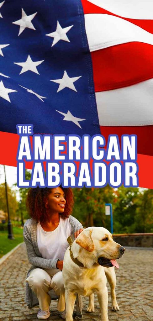 American Labrador - The Wonderful Working Labrador Line