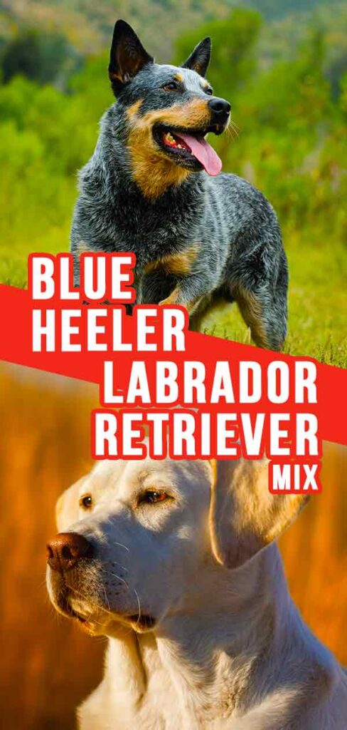 Blue Heeler Lab Mix - What To Expect From This Designer Dog
