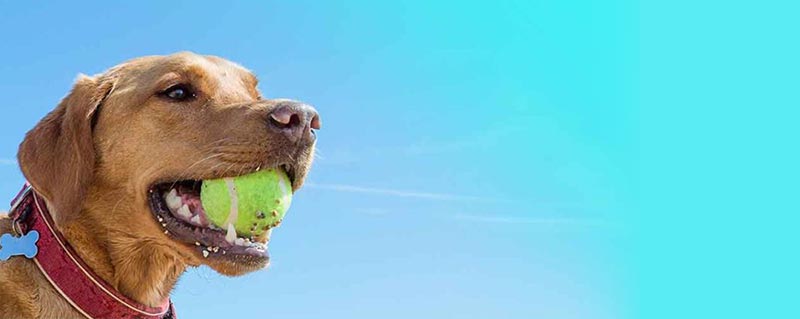 Pippa's Dog Training Course Updates - The Labrador Site