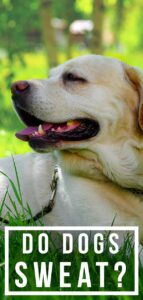 Do Dogs Sweat? How Dogs Keep Cool In Hot Weather