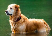 Golden Retriever Lab Mix - Have You Discovered the Goldador Dog?