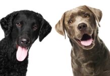 Beagle vs Labrador - Which Breed Is Right For Your Family?