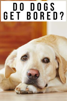 Do Dogs Get Bored? Understanding And Preventing Boredom In Dogs
